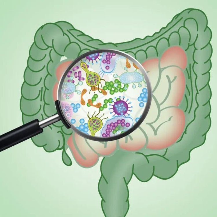 8 Natural Remedies for Sibo That Actually Work – MOSH